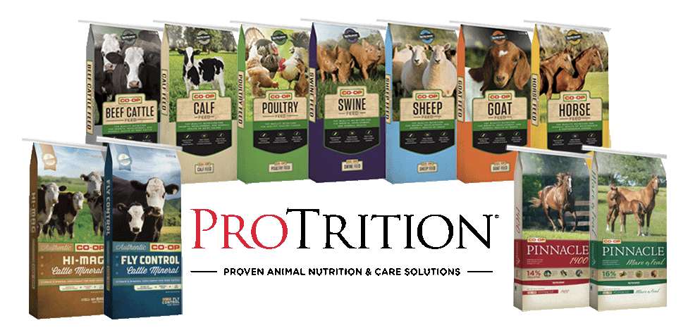 Gibson Farmers Co-op | Livestock - Gibson Farmers Cooperative