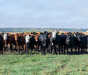 QLF Ignite Beef Tubs - Booking Open! - Key Cooperative