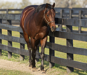 April Horse Feed Promotion - Key Cooperative