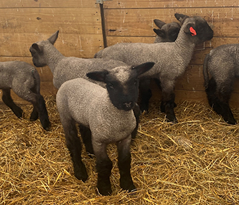 How to Stack the Deck to Ensure a Successful Lambing Season - Key ...