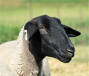 Buy More, Save More on Sheep & Goat Blocks! - Key Cooperative