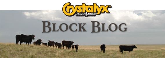 Drought-Stressed Corn Silage - Smith Fertilizer and Grain