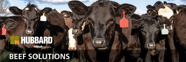 Receiving Management for High-Risk Feedlot Cattle - Smith Fertilizer ...