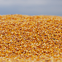 Corn Testing Process at the Dale Feed Mill - Superior Ag