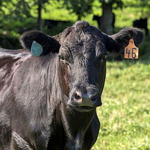 UTIA Study Provides a Closer Look at Price Spread Concerns | Company News