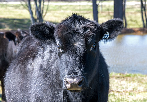 Finishing Beef Cattle | Livestock News