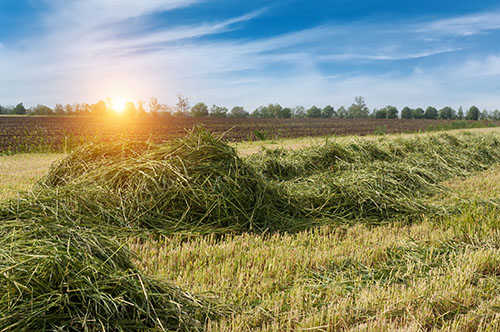 Defining Forage Quality