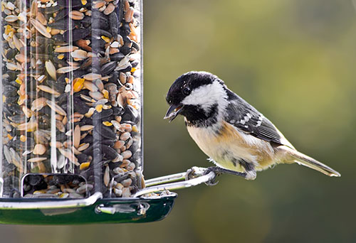 Bird Buffet | Rural Lifestyle News