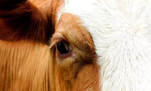 Pinkeye Thoughts | Livestock News