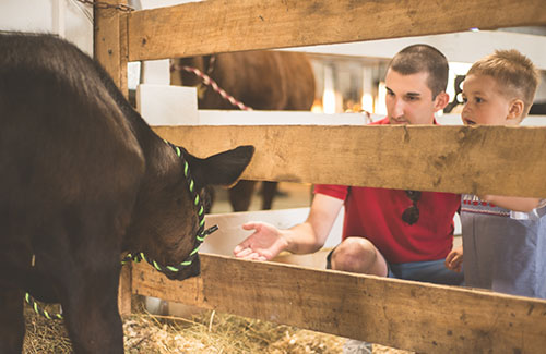 County Fair Season | Rural Lifestyle News