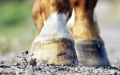 5 Summer Hoof Care Tips | Livestock News