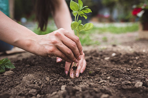 Benefits of Planting in the Fall | Rural Lifestyle News
