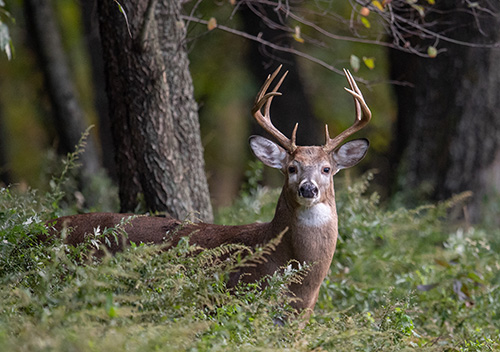 Early to the Game | Rural Lifestyle News