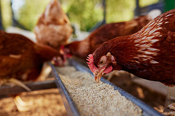 Protein Power: Feeding your chickens during molting season