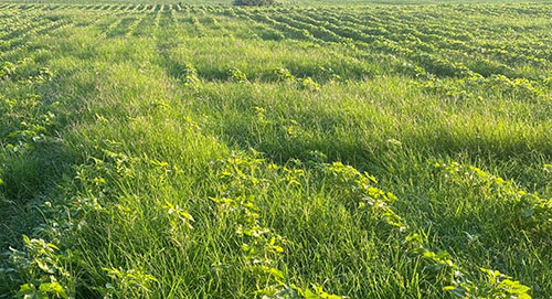 Milan No-Till Field Day to Share Latest Weed-Control Solutions ...