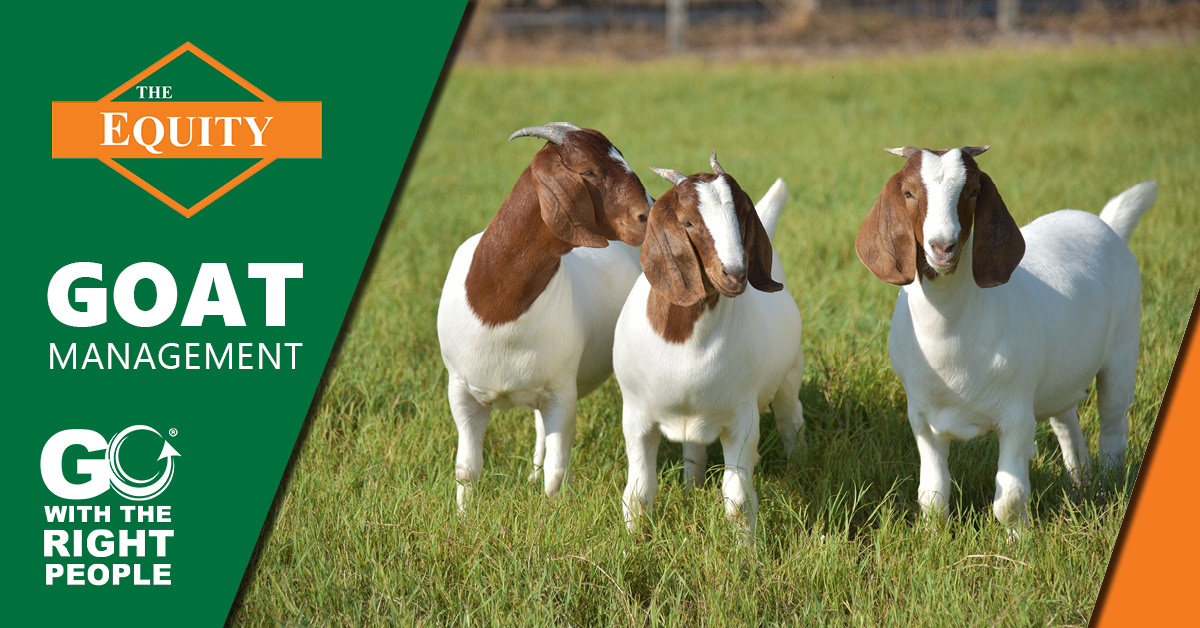 Goats | Livestock Management | The Equity - The Equity