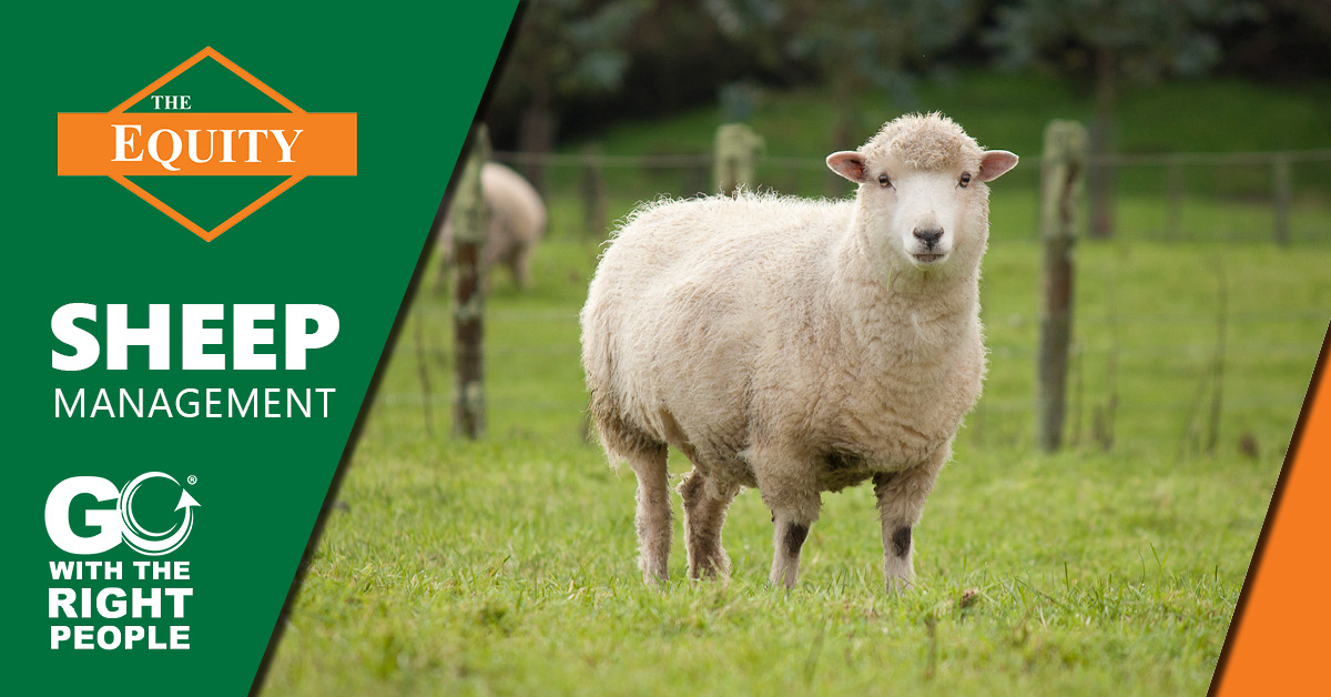 Sheep | Livestock Management | The Equity - The Equity